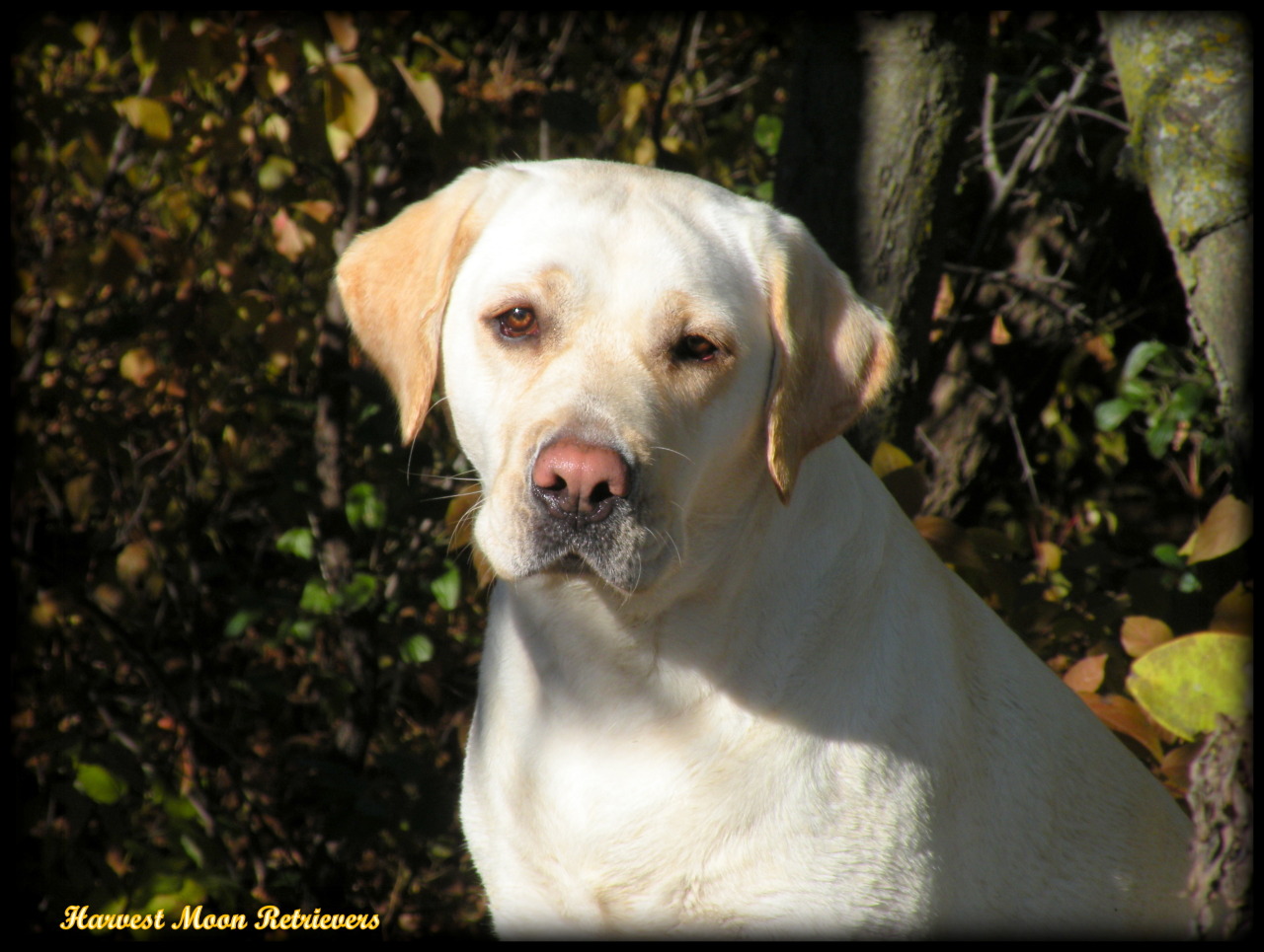 Harvest Moon Retrievers | Labrador Retriever Breeder | Prior Lake ...
