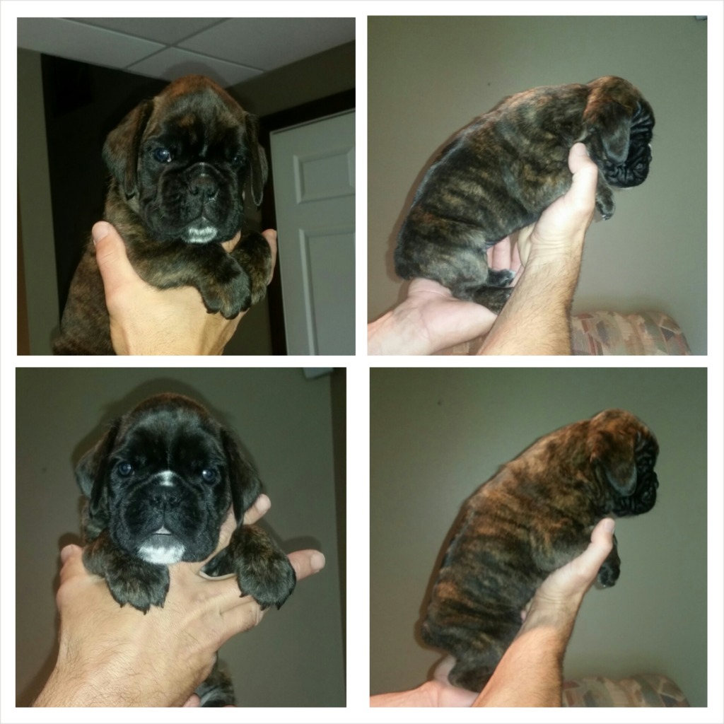 Firefly Euro Boxers | Boxer Breeder | Carthage, Missouri