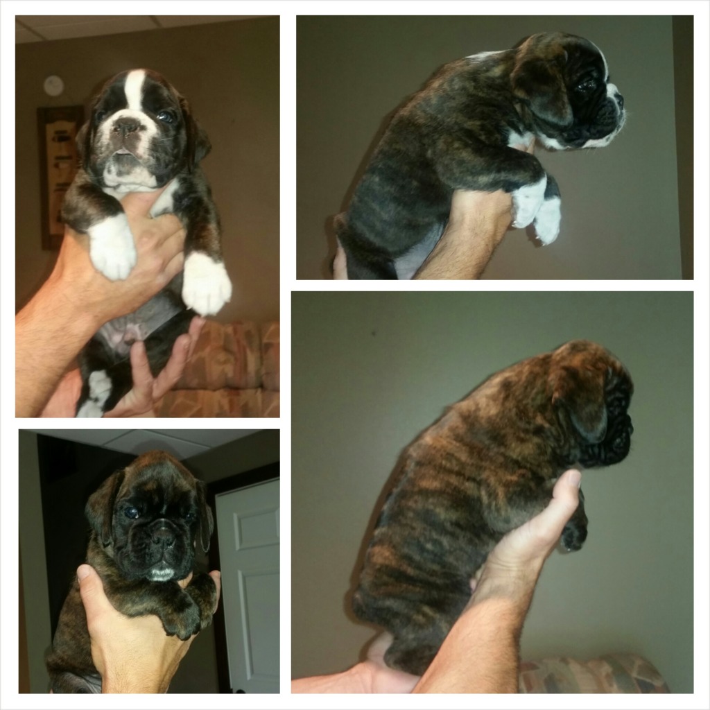 Firefly Euro Boxers | Boxer Breeder | Carthage, Missouri