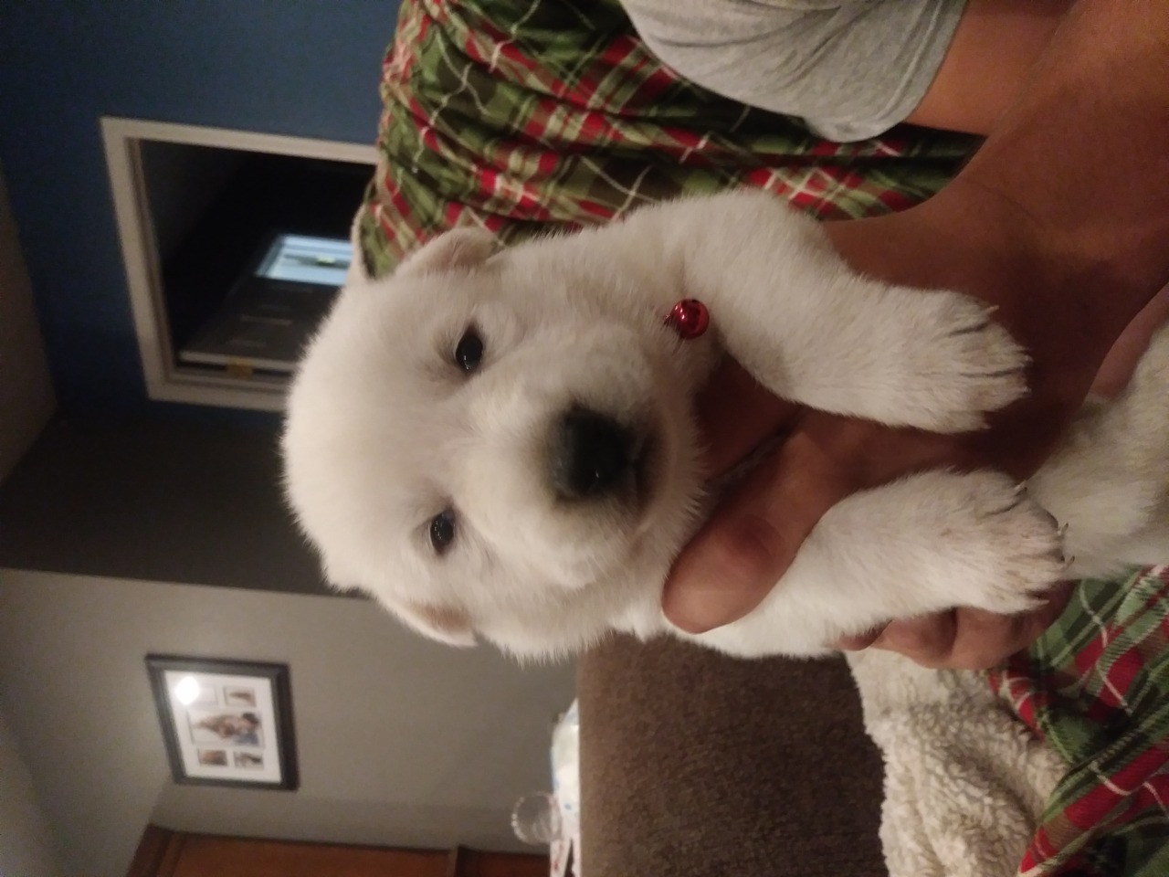 Puppies for Sale | Free Dog Breeder Advertising