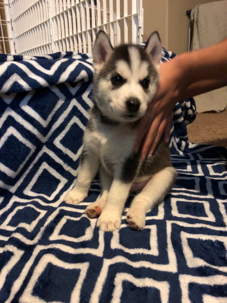 Nova Skyy | Siberian Husky Breeder | Mission Viejo, California