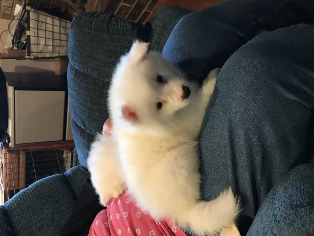 Smokey Mtn. American Eskimos | American Eskimo Dog Breeder | Salem, Oregon