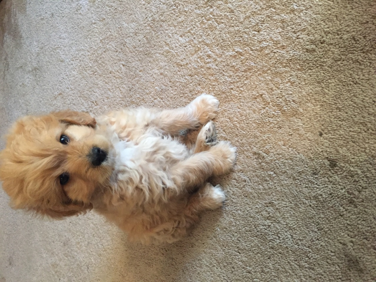 Pomapoo Puppy | Poodle Breeder | Atwater, California