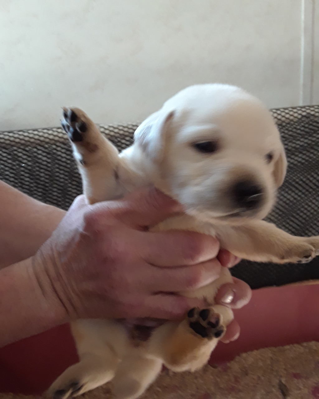 Puppies for Sale | Free Dog Breeder Advertising