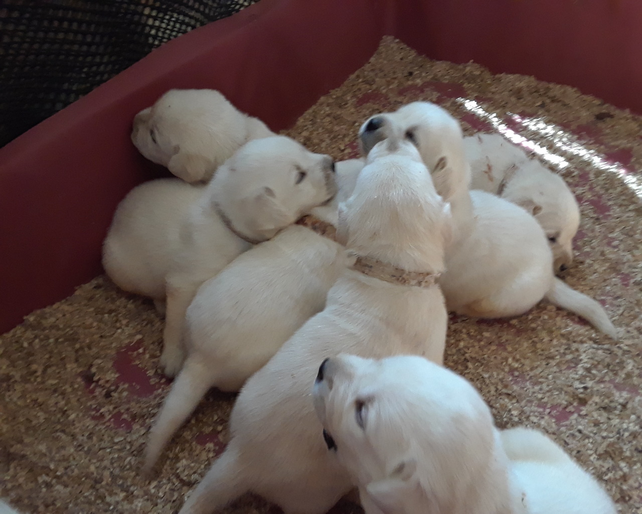 Puppies for Sale | Free Dog Breeder Advertising
