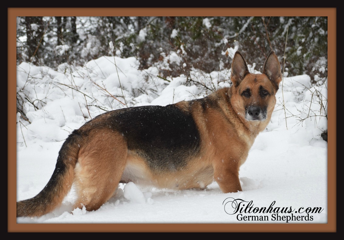 Puppies for Sale | Free Dog Breeder Advertising