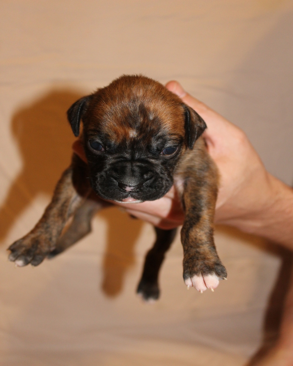 Tennessee Sunshine Boxers | Boxer Breeder | Knoxville, Tennessee