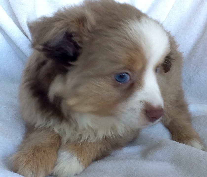 Contact Walkabout Toy Aussies