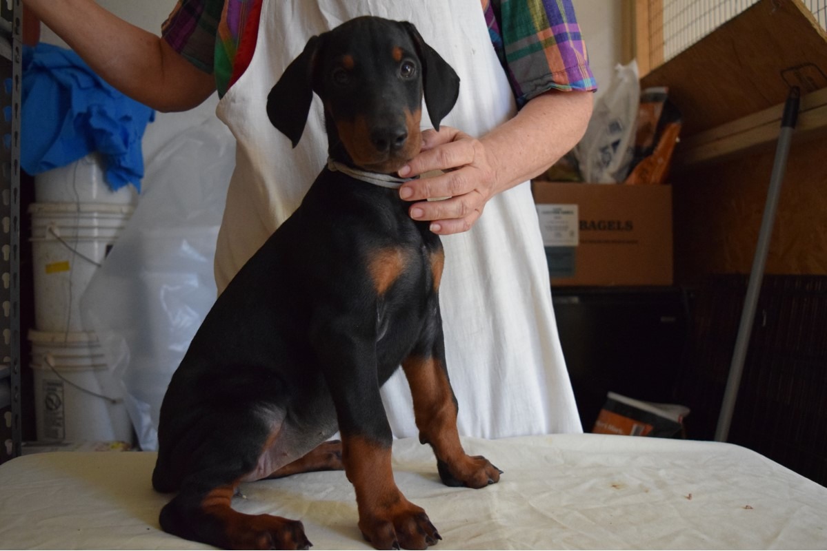 TKS Royal Dobermans | Doberman Pinscher Breeder | Polk, Nebraska