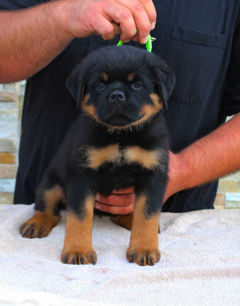 Von Aslan Rottweiler Kennels | Rottweiler Breeder | Sun valley, California