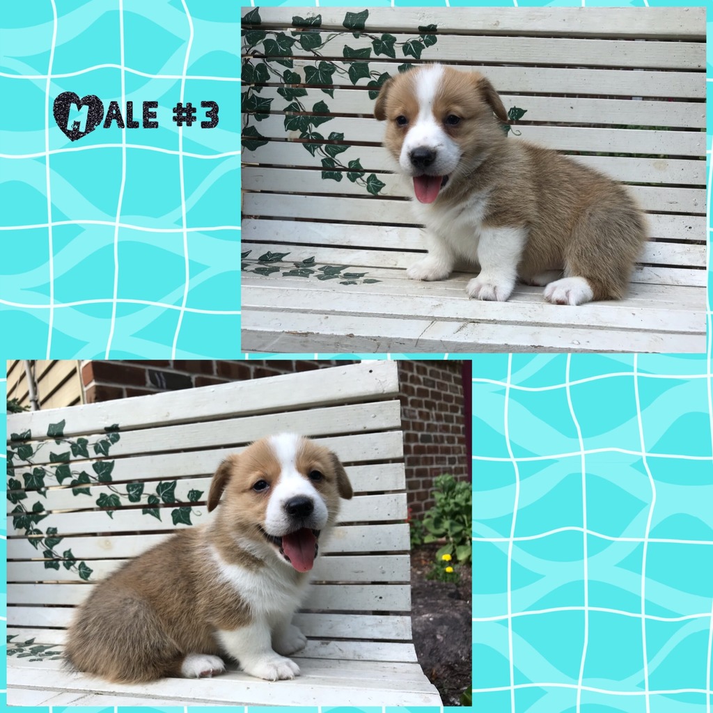Yellow Hill Corgis | Pembroke Welsh Corgi Breeder | Narvon, Pennsylvania