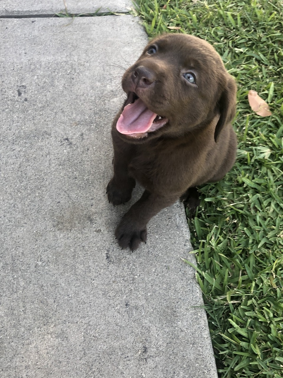 AKC Chocolate Lab stud | Labrador Retriever Breeder | La Mirada, California