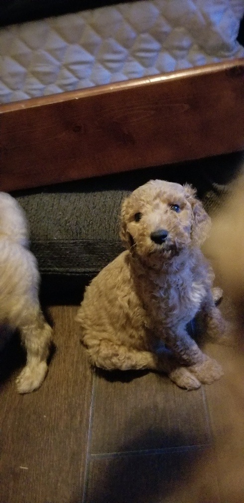 Heavenly Poodle Paws | Poodle Breeder | Mesa, Arizona