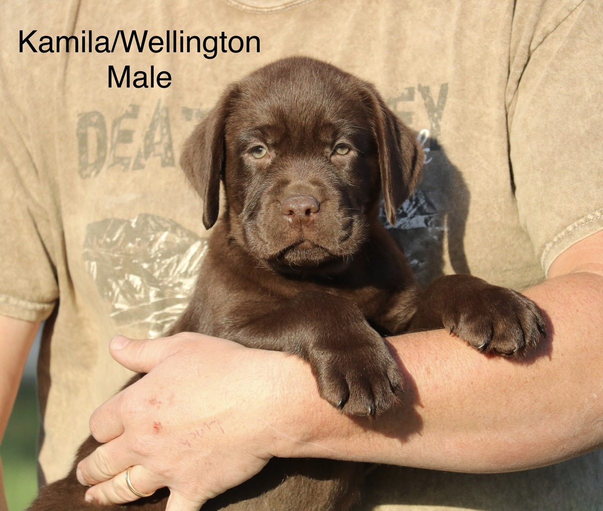 Puppies for Sale | Free Dog Breeder Advertising