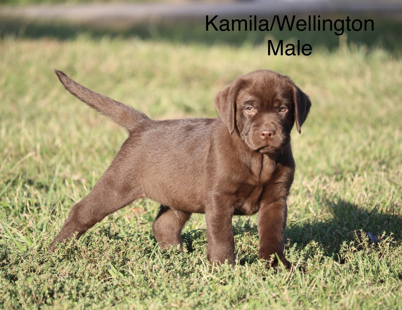 Puppies for Sale | Free Dog Breeder Advertising