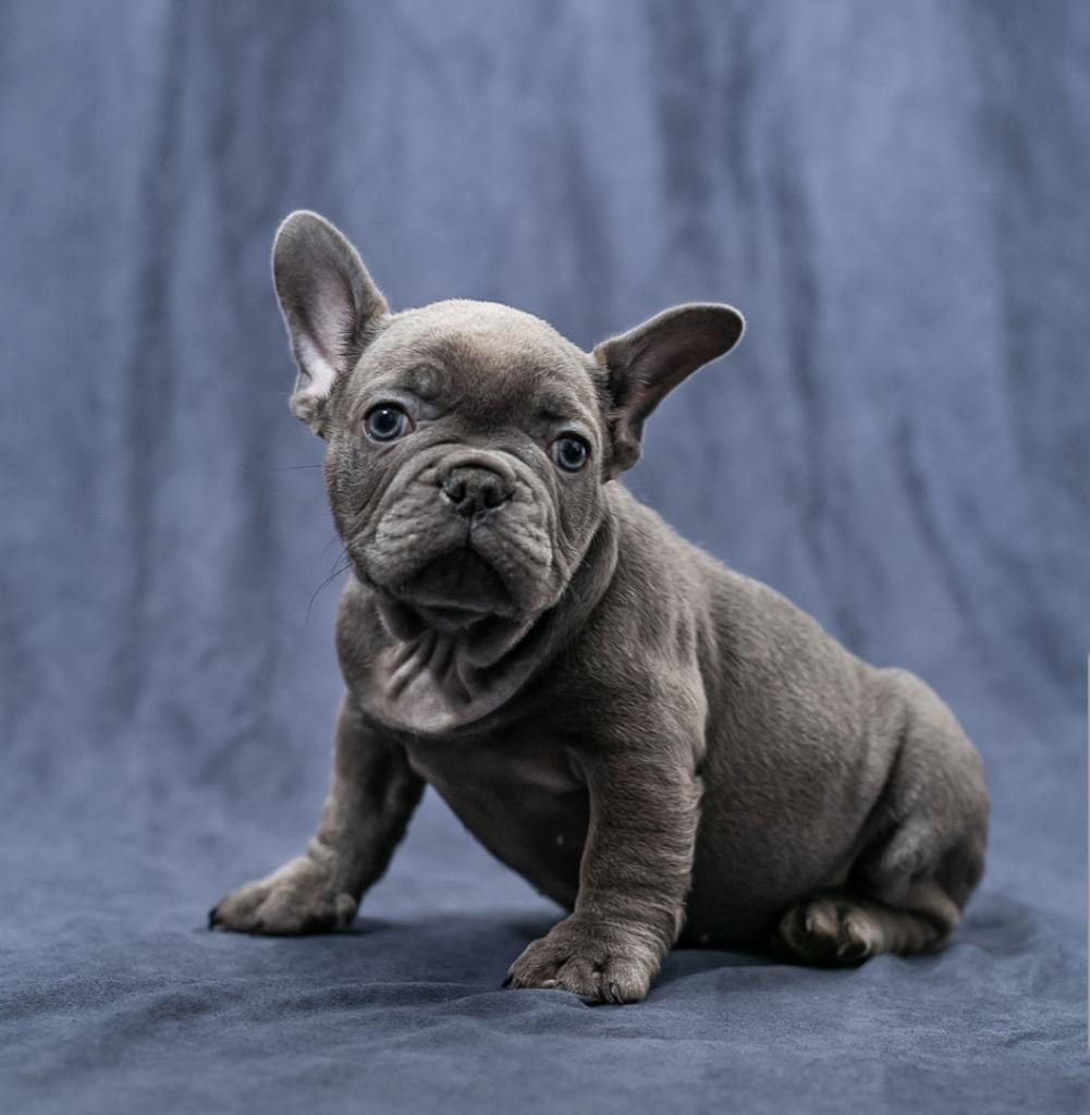 Dream Big Frenchies | French Bulldog Breeder | Wildomar, California