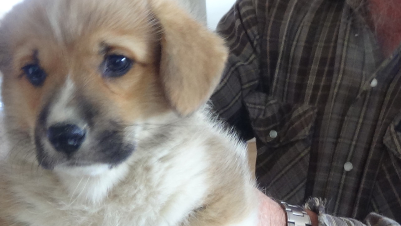 Puppies for Sale | Free Dog Breeder Advertising