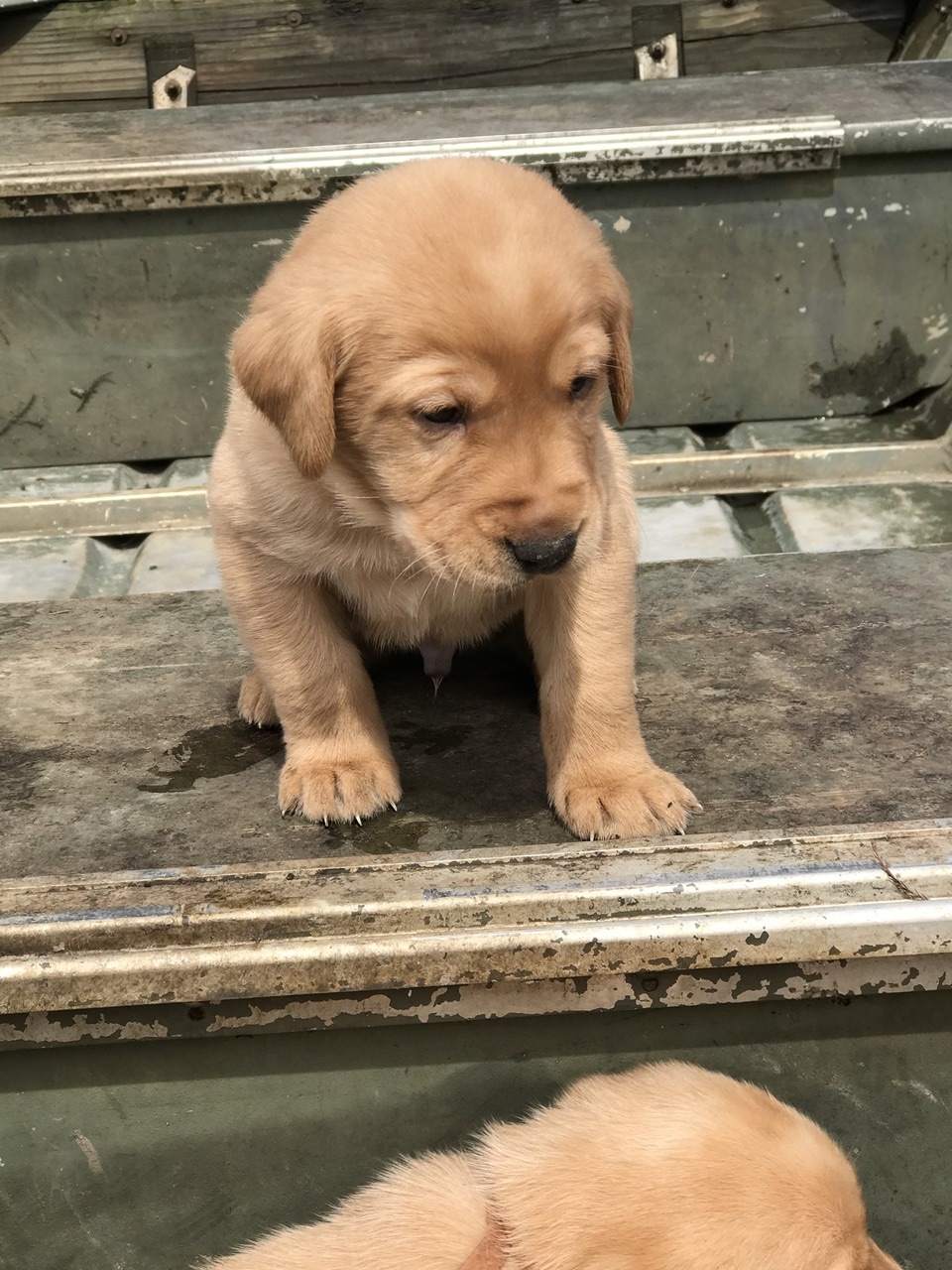 Puppies for Sale | Free Dog Breeder Advertising