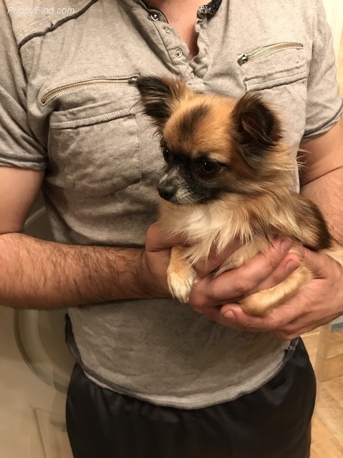 Puppies for Sale | Free Dog Breeder Advertising