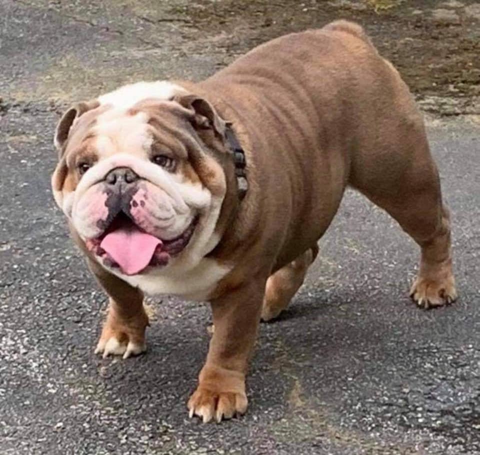 Southern Country Bulldogs | Bulldog Breeder | Linden, Tennessee