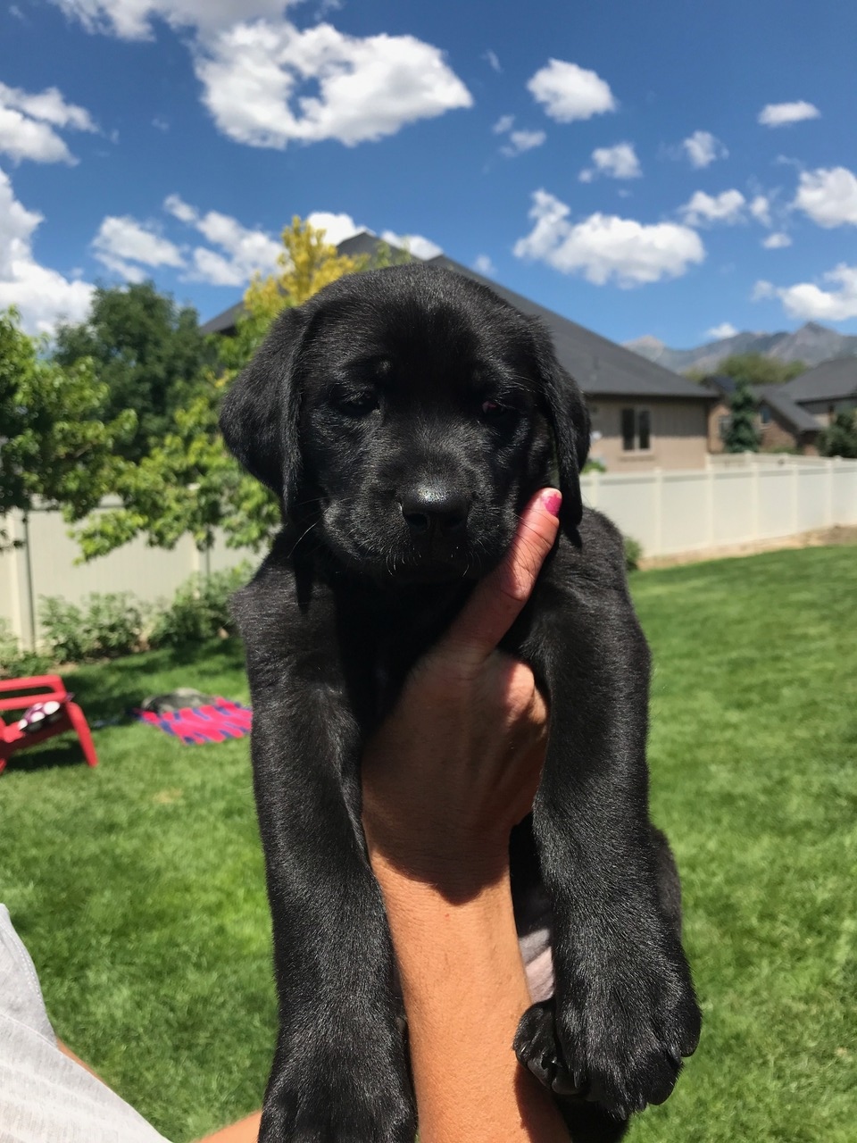 Rocky Mountain Dogs Utah | Labrador Retriever Breeder | Highland, Utah