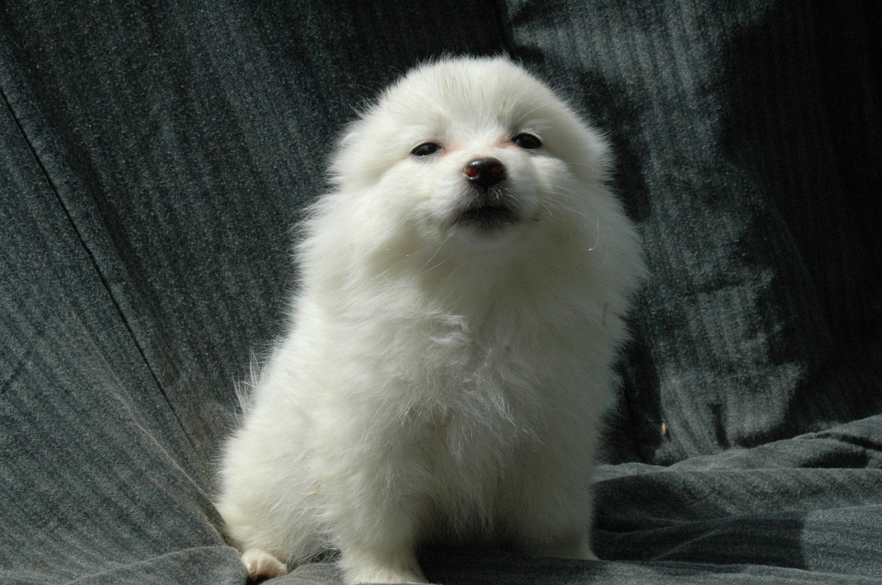 Puppies for Sale | Free Dog Breeder Advertising