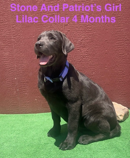 Puppies for Sale | Free Dog Breeder Advertising