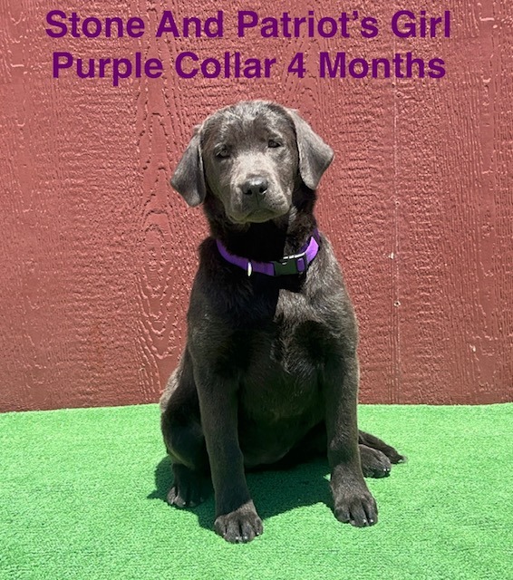 Puppies for Sale | Free Dog Breeder Advertising