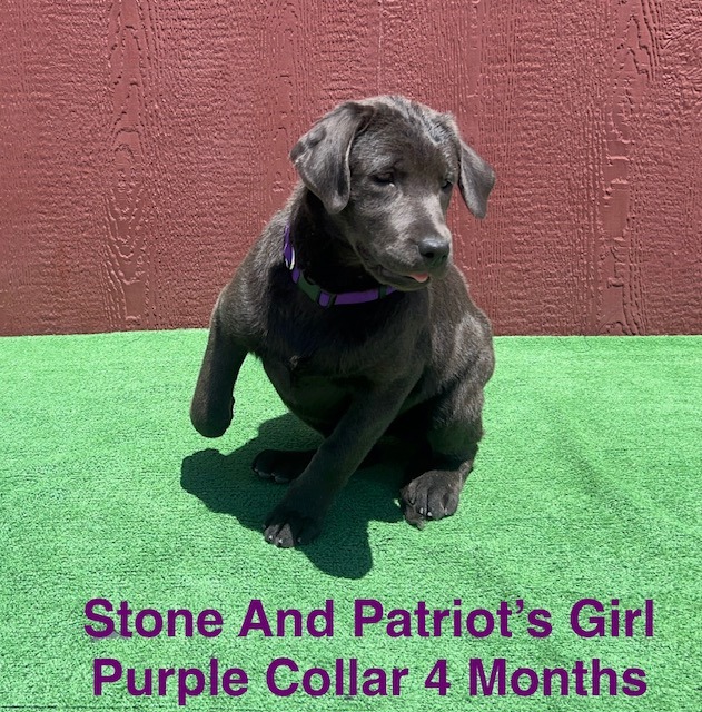 Puppies for Sale | Free Dog Breeder Advertising