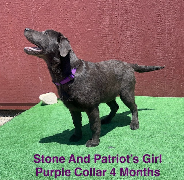 Puppies for Sale | Free Dog Breeder Advertising