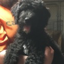 Puppies for Sale | Free Dog Breeder Advertising